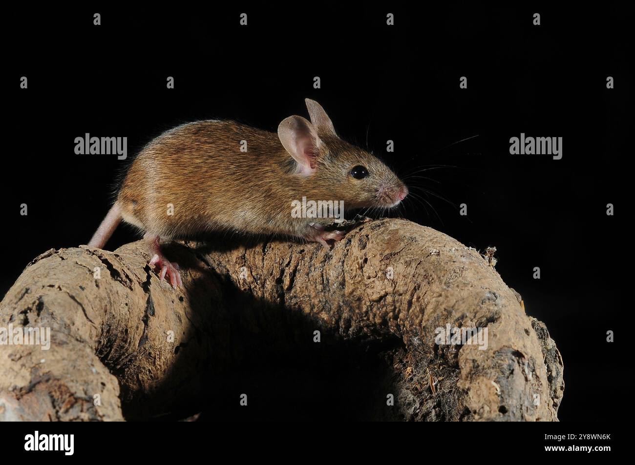 house mouse photo Stock Photo - Alamy