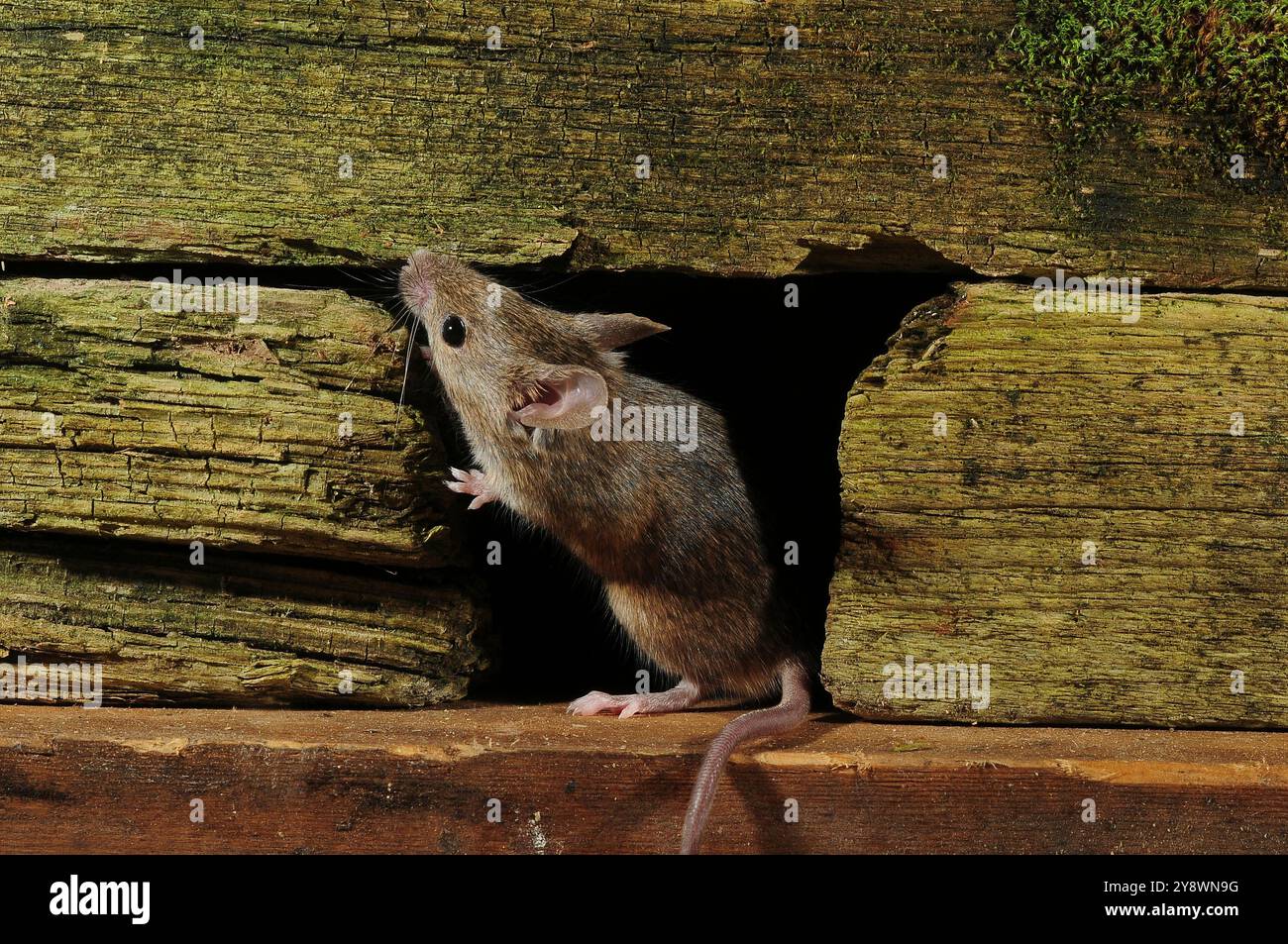 house mouse photo Stock Photo - Alamy