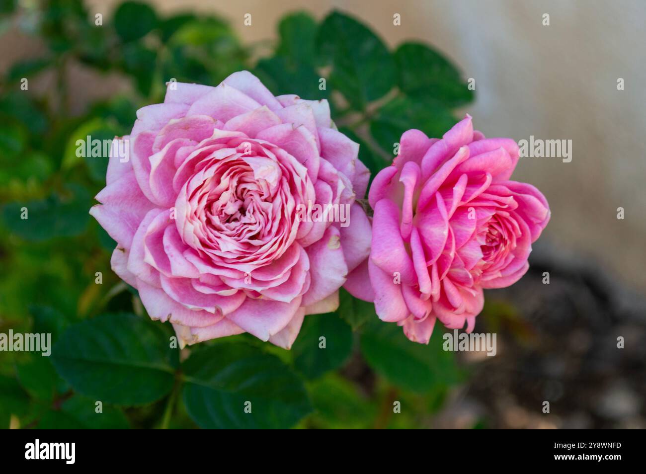 Pink garden roses Stock Photo - Alamy