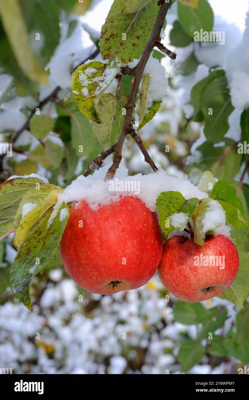 Snow-covered red apples Stock Photo - Alamy