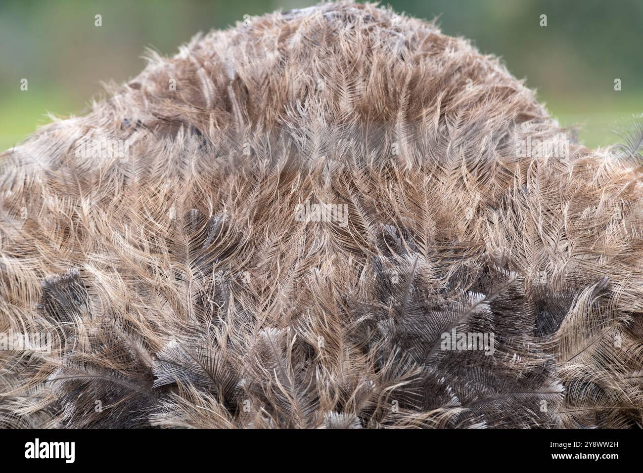 Feathers fluff hi-res stock photography and images - Alamy