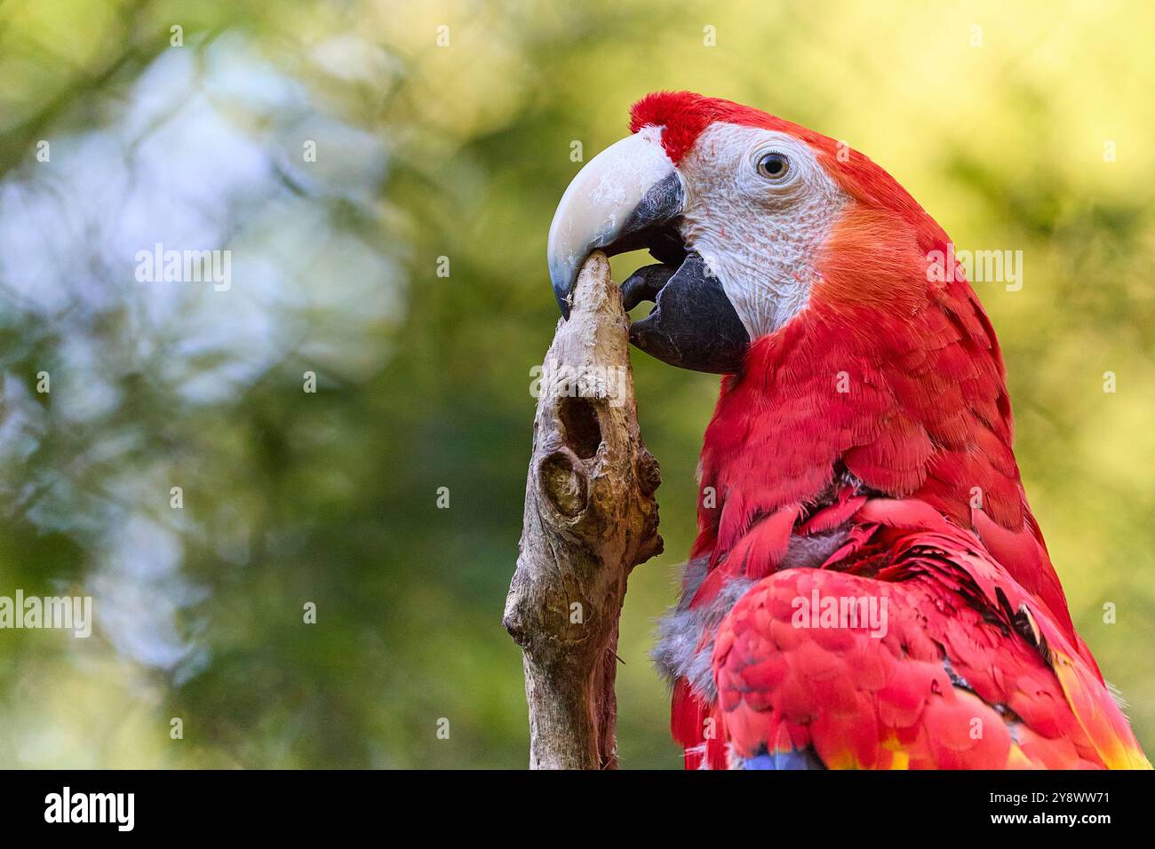 One ara parrot on brunch with green background. Photo with positive ...