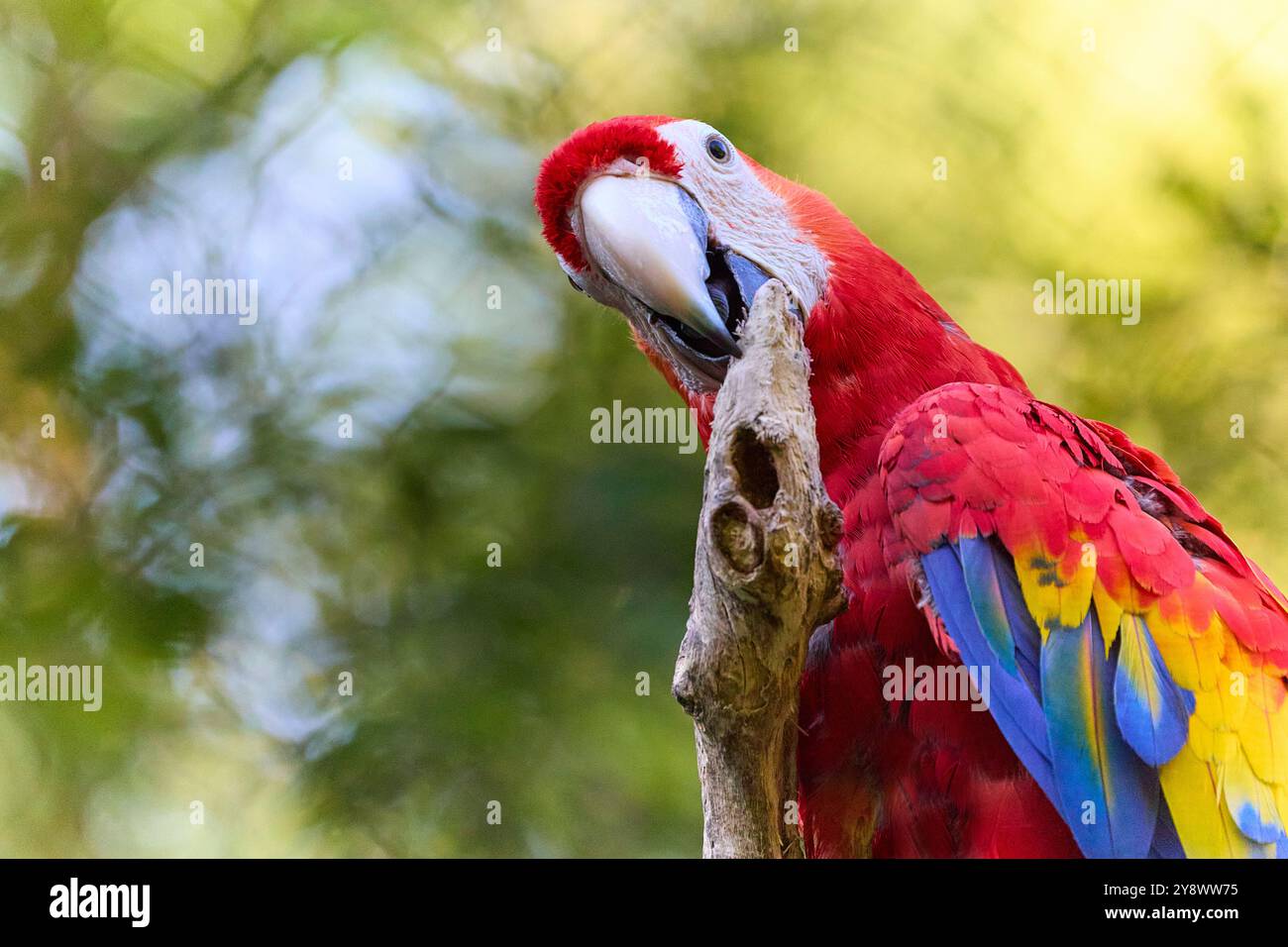 Colourful picture of famous bird from world animal. . Can it use as ...