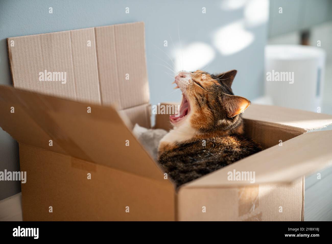 Sleepy cat yawns and dozes in cardboard box. Nap time, cozy slow life ...