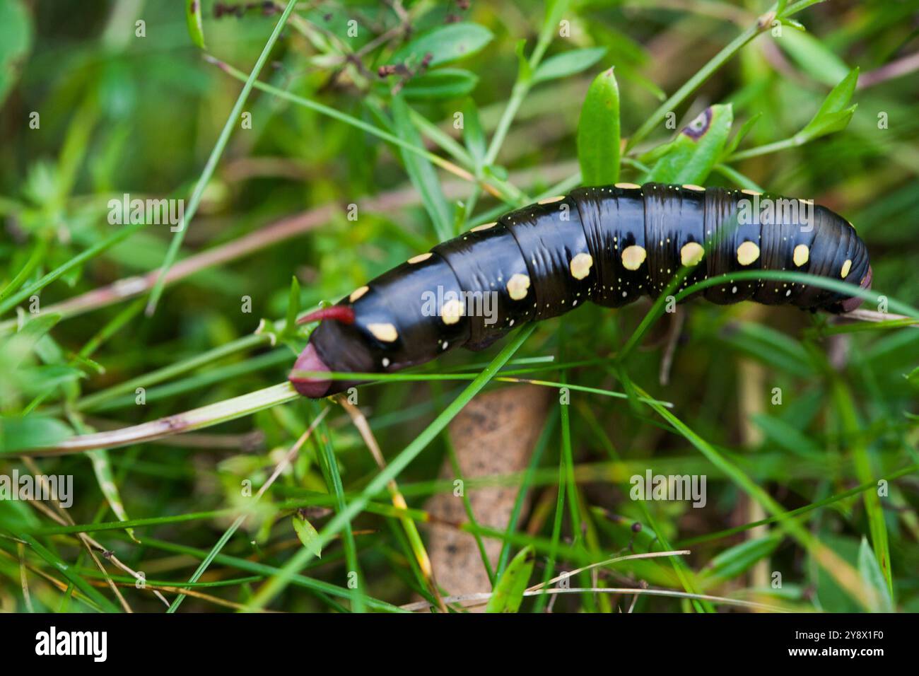Hyles Gallii the bedstraw hawk-moth larva Stock Photo - Alamy