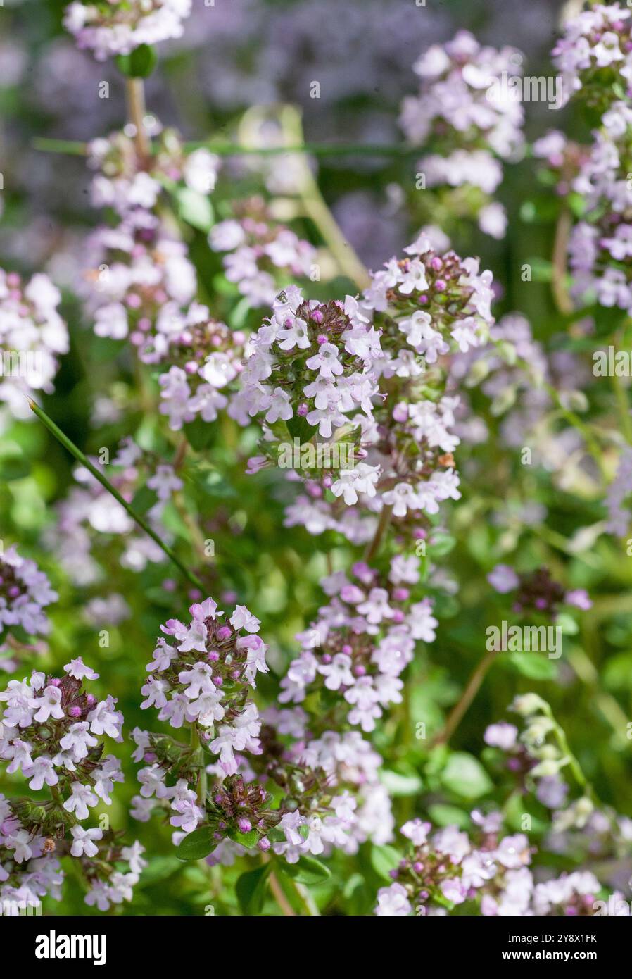 Thymus pulegioides,broad-leaved thyme Stock Photo - Alamy