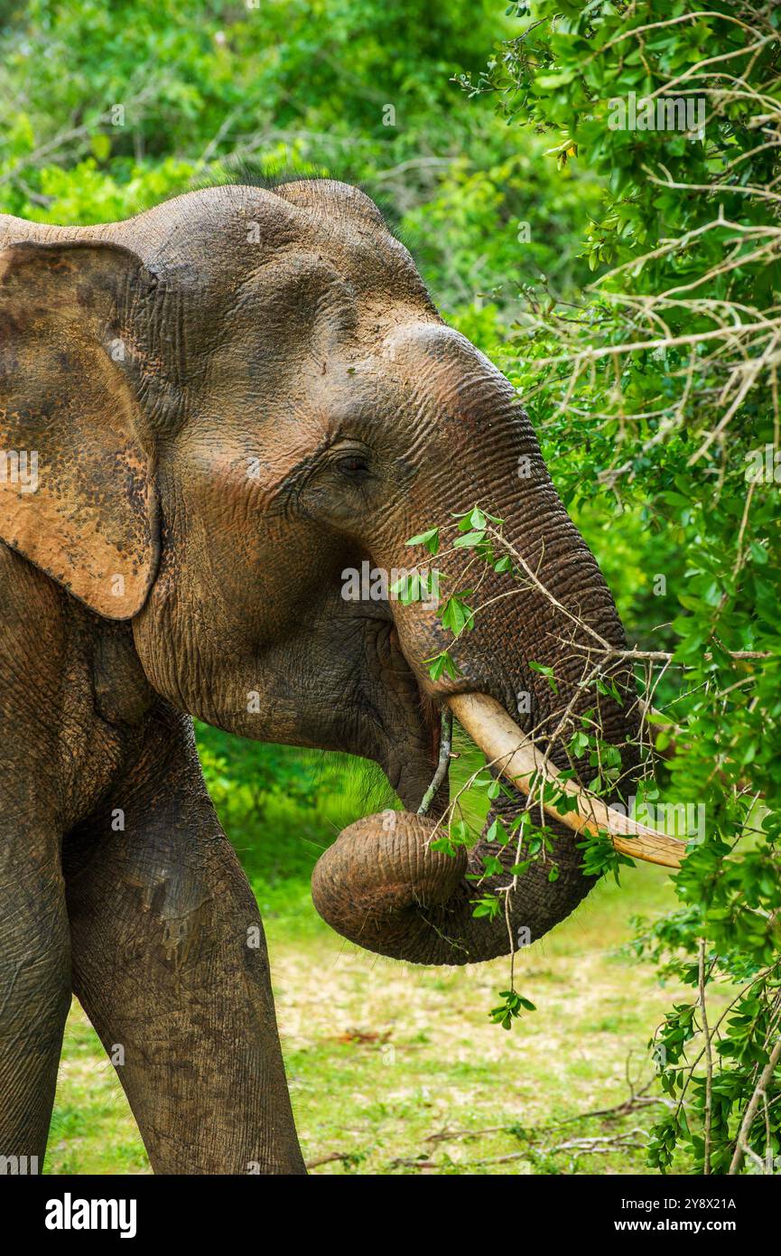 Close up of a wild male Asian elephant with tusks grazing in Yala ...