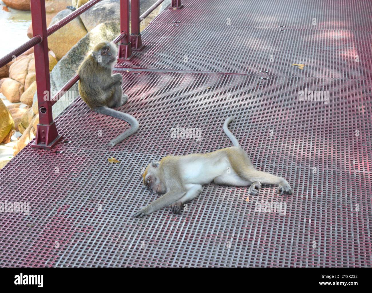 Monkeys on Kuantan beach bridge Malaysia Stock Photo - Alamy
