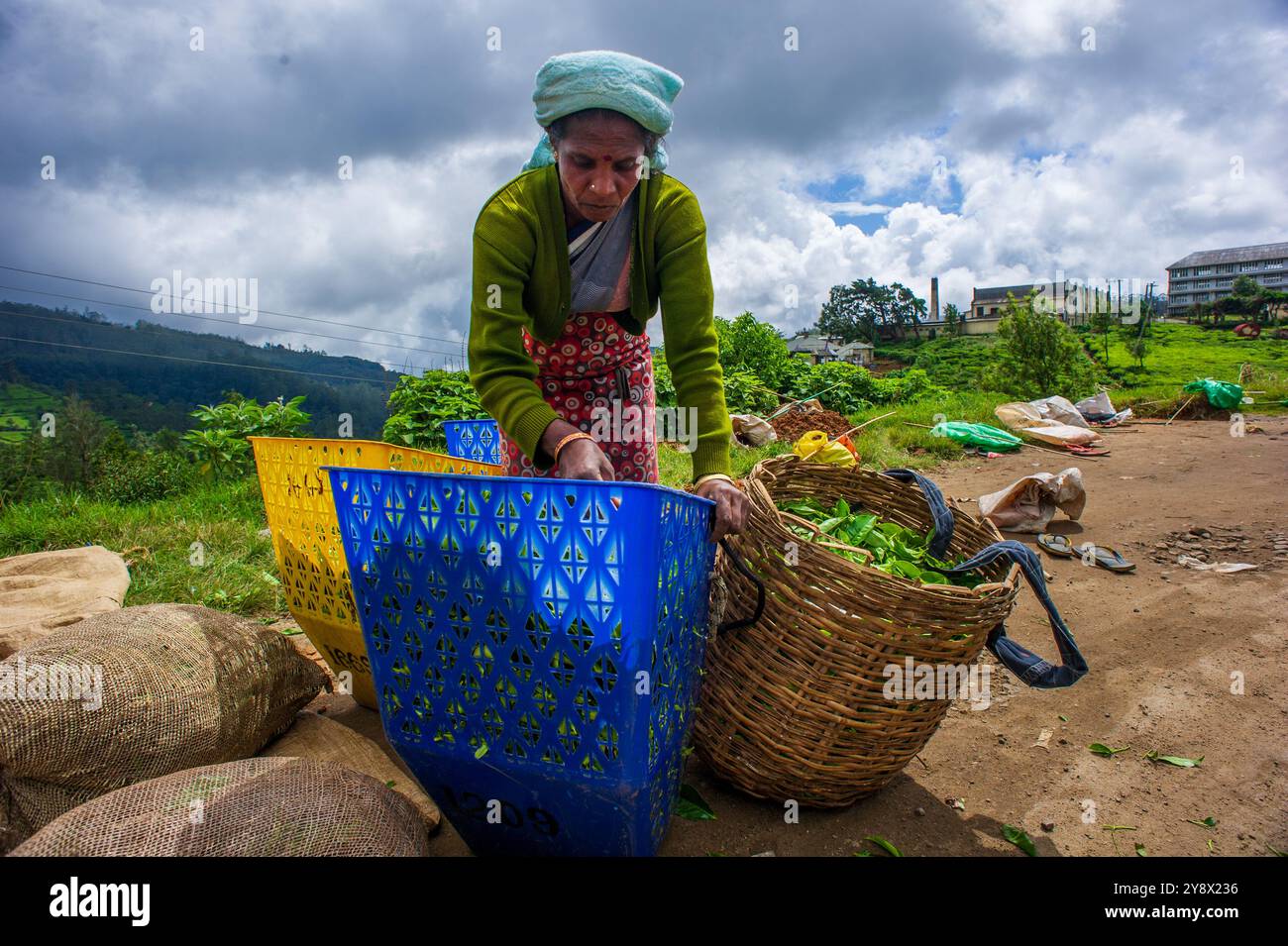 Tea leaf picker about to get her baskets of tea leaves weighed on a tea ...