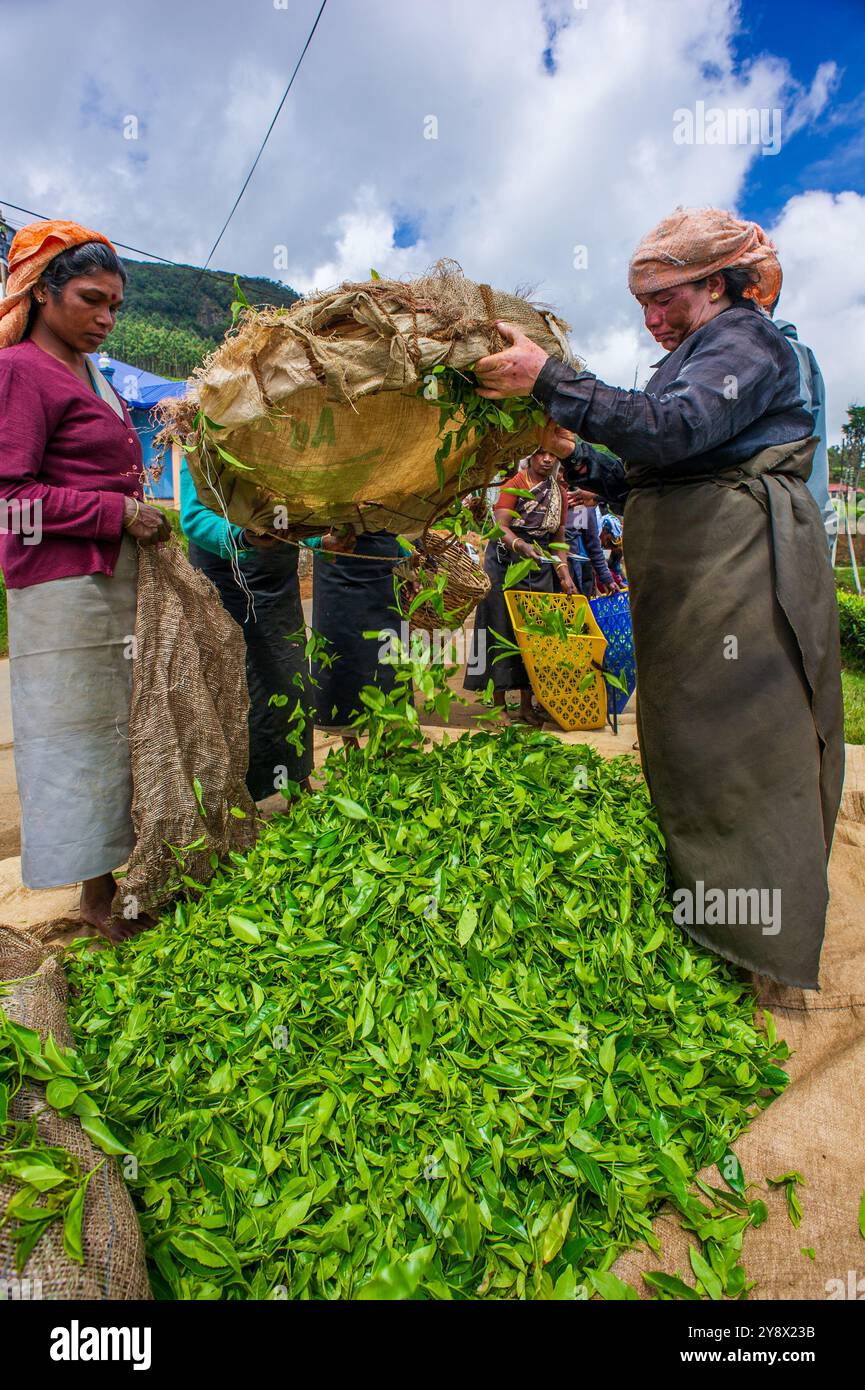 Tea leaf pickers having their baskets full of tea leaves weighed on a ...