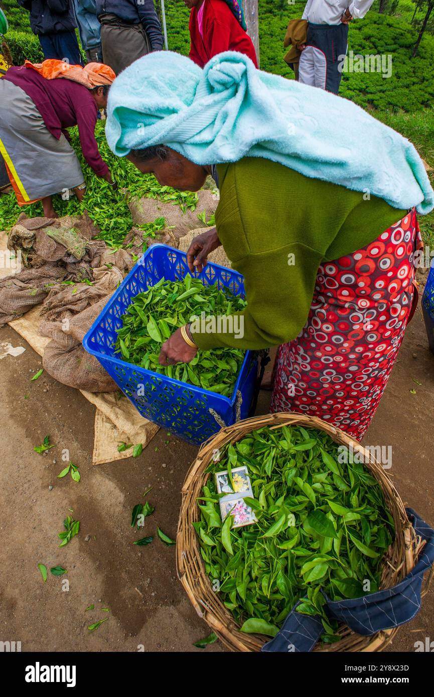 Tea leaf picker about to get her baskets of tea leaves weighed on a tea ...