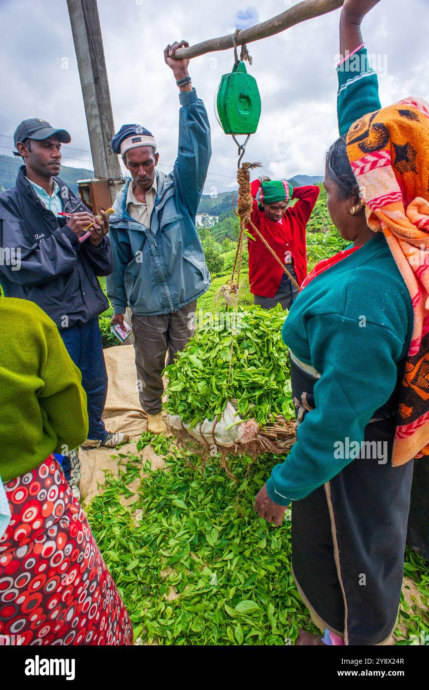 Tea leaf pickers having their baskets full of tea leaves weighed on a ...