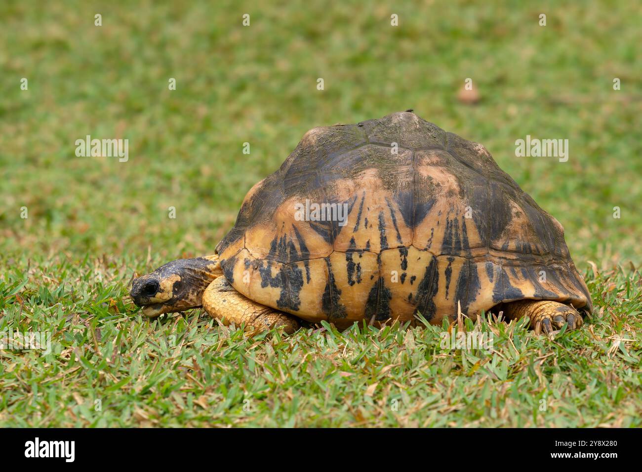 Radiated Tortoise - Astrochelys radiata, beautiful large long living ...