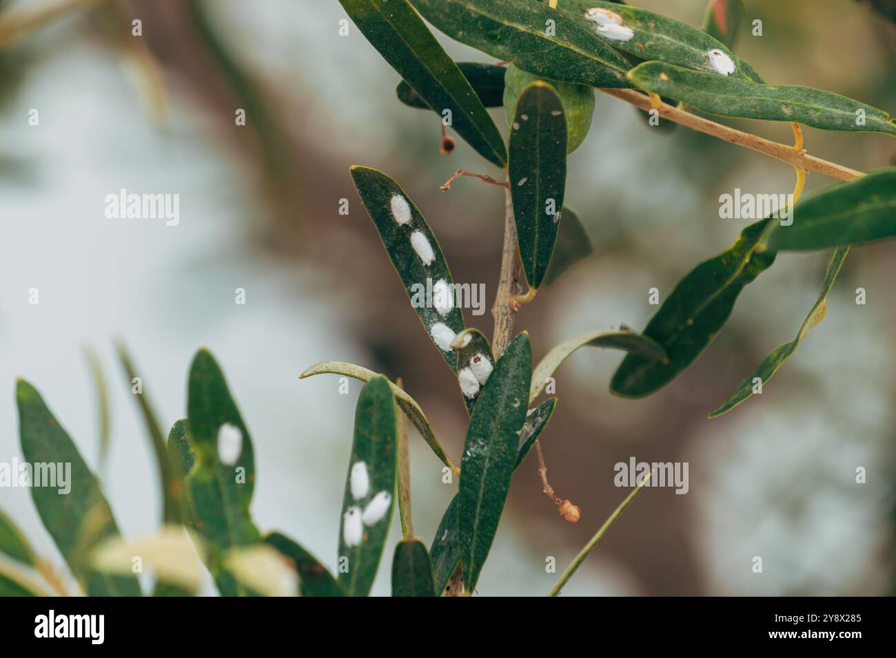 Woolly Aphids, pest on olive tree, selective focus Stock Photo - Alamy