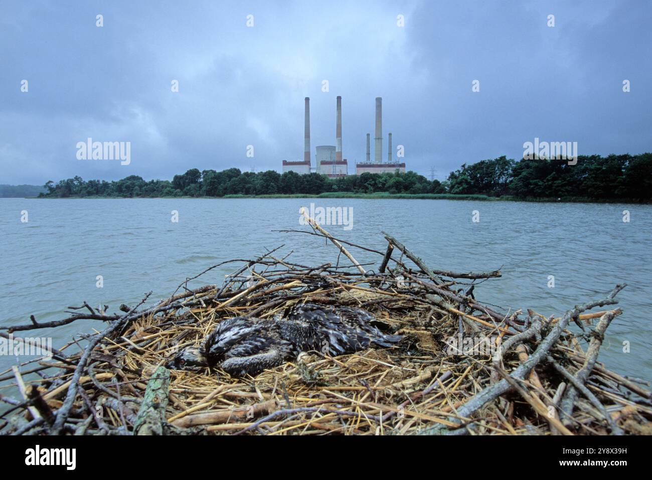 Osprey chicks in nest with power plant in background, Patuxent River ...