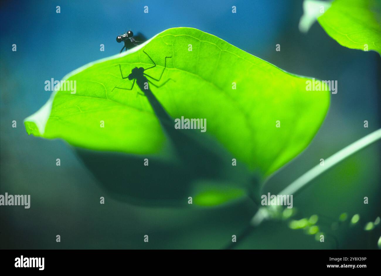 Ebony jewel wing damsel fly, Dragon Run, VA Stock Photo - Alamy