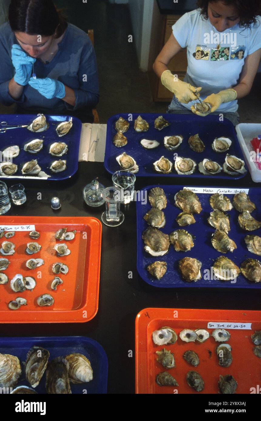 Taking a gonad stick biopsy and a gill sample of sterile Asian oysters ...