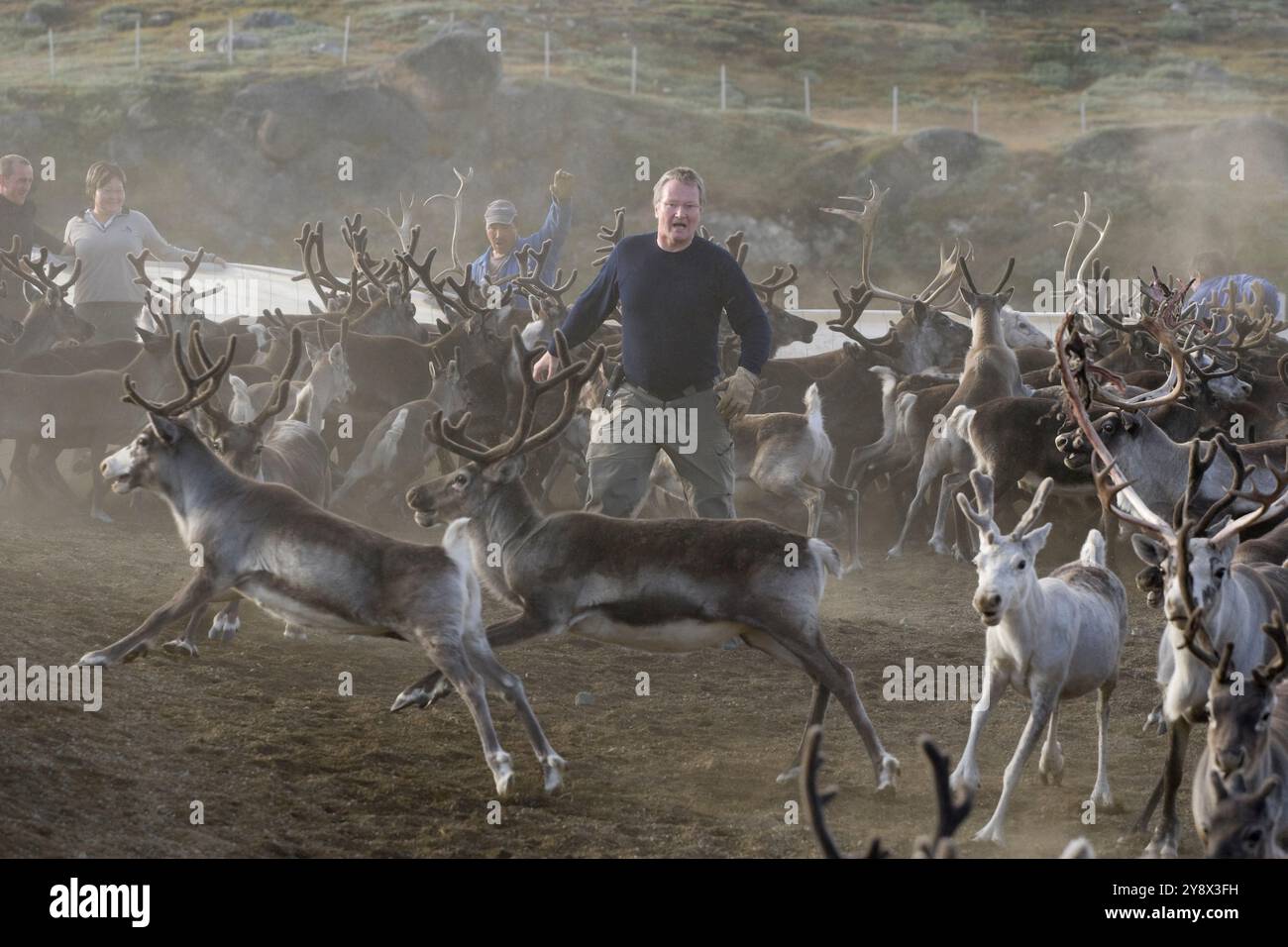 Group of reindeer europe hi-res stock photography and images - Alamy