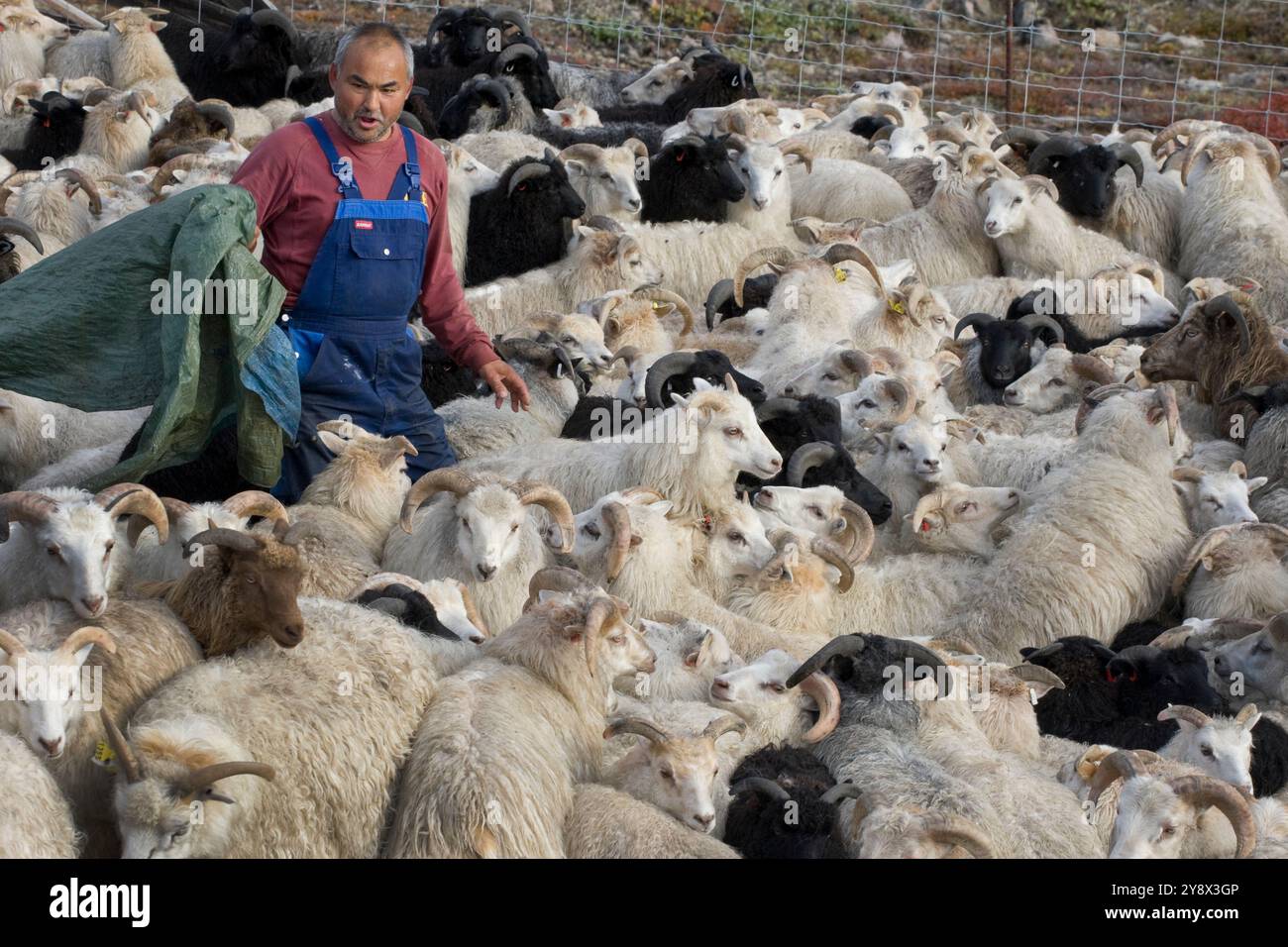 Roundup of sheep in Eqaluit Ilua, Greenland Stock Photo - Alamy