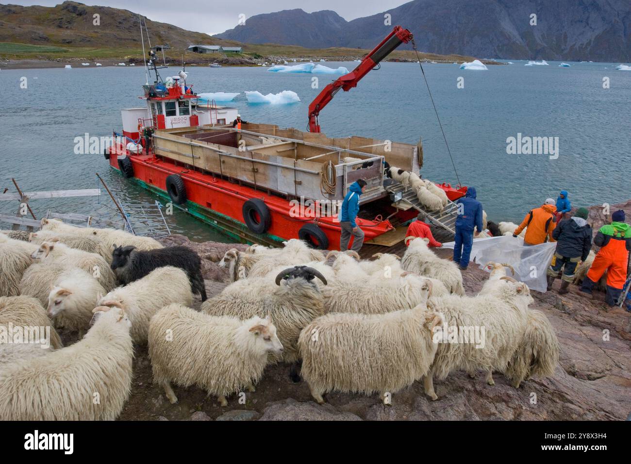 Roundup of sheep for slaughter at Inneruulalik, Greenland Stock Photo ...