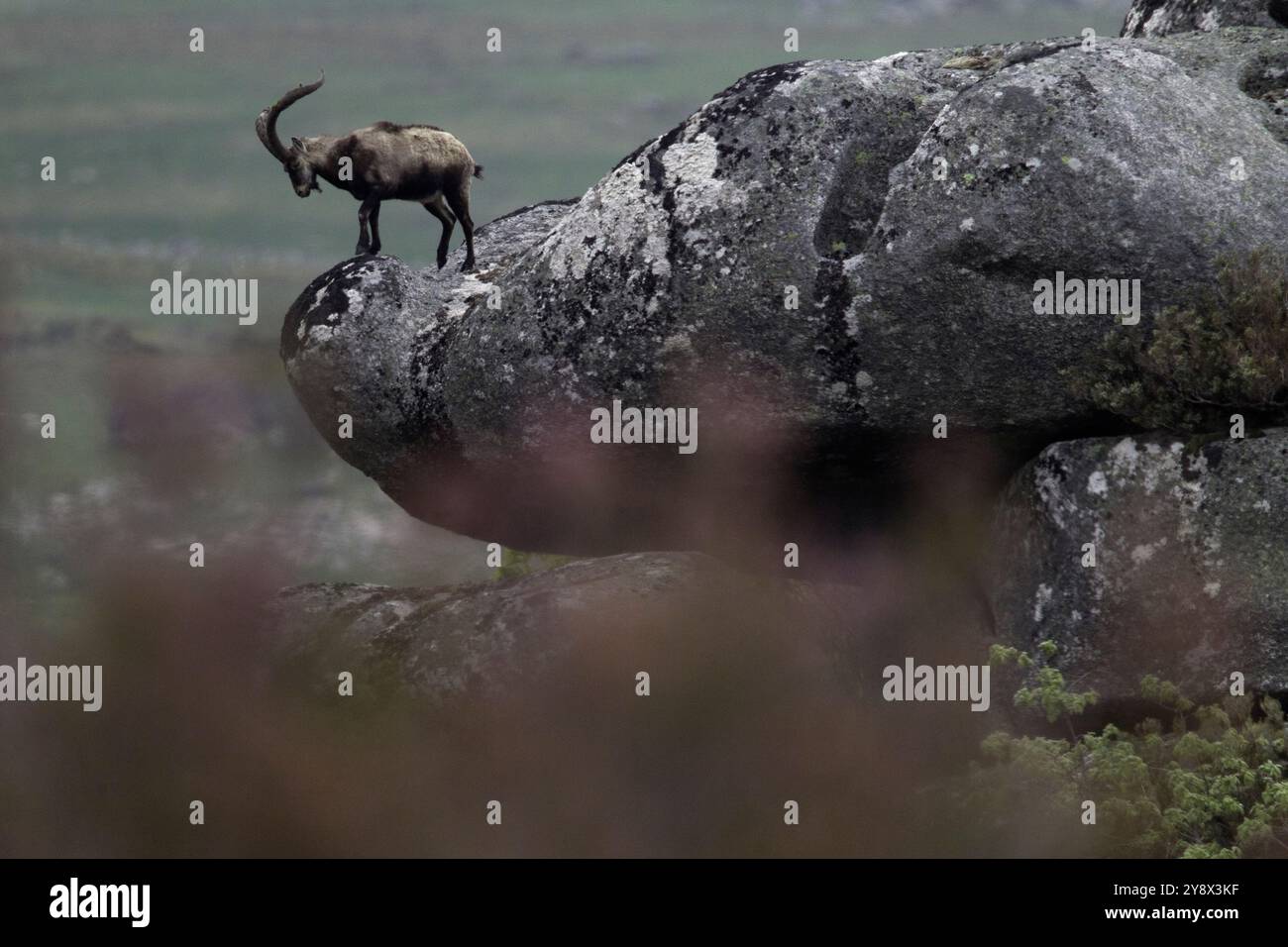 Cabra-Montesa Iberica (Capra pyrenaica), a wild mountain goat ...
