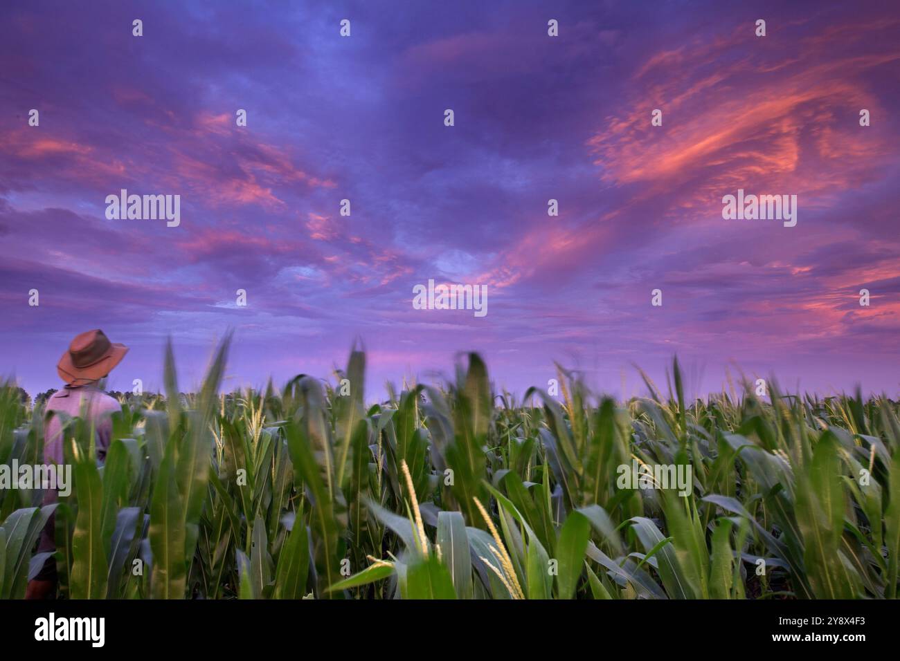 Soil Scientist a corn field at sunset at the Vernon G. James Research ...