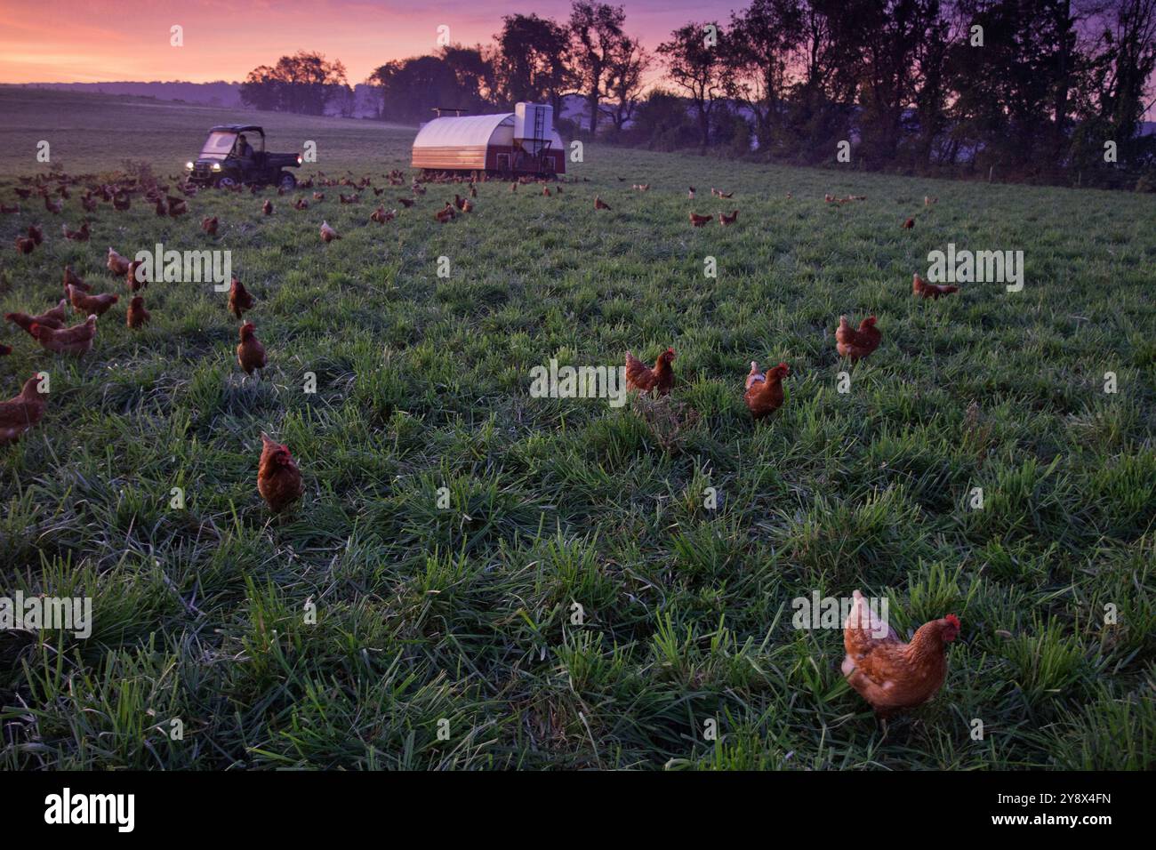 Free range chickens on the farm Stock Photo - Alamy