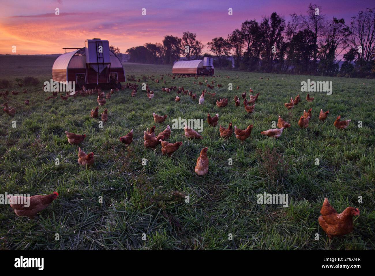 Free range chickens on the farm Stock Photo - Alamy