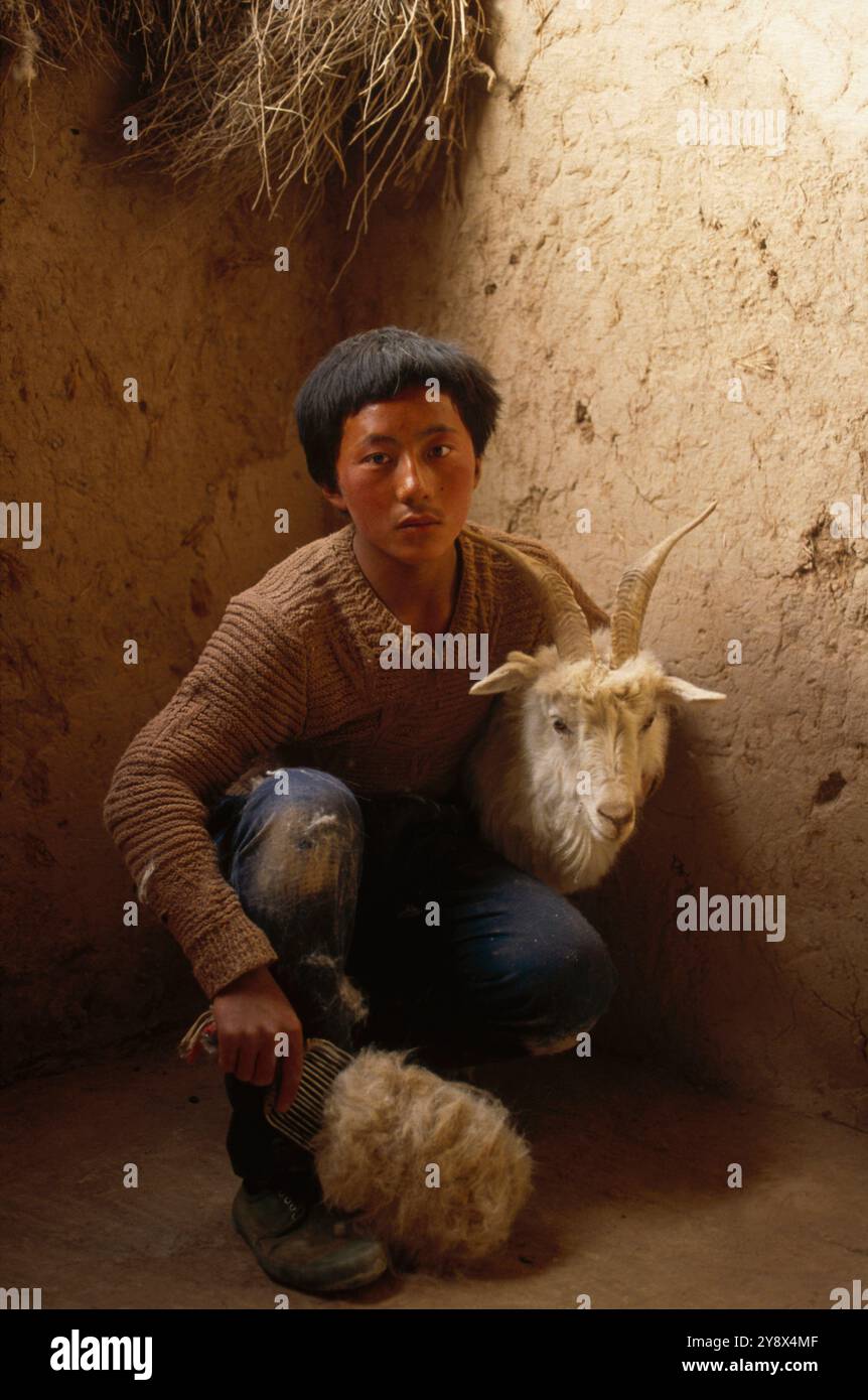 Cashmere goat china hi-res stock photography and images - Alamy
