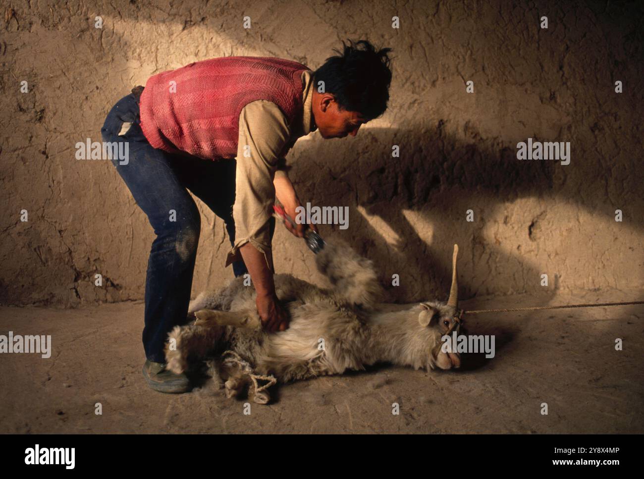 Cashmere mongolia asia hi-res stock photography and images - Alamy