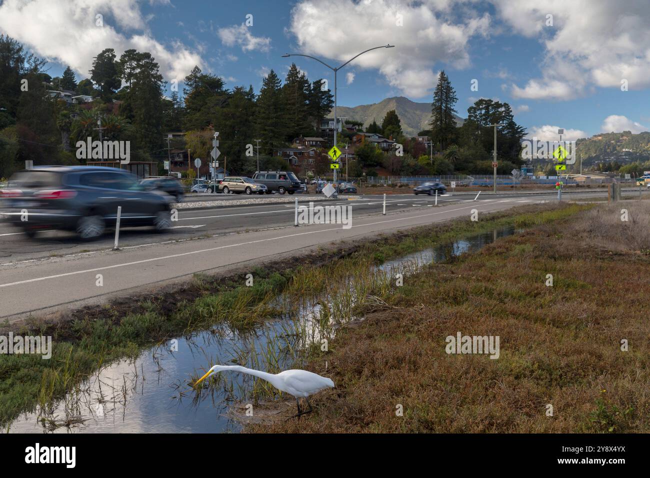 Egret in marsh on roadside and cars on road, Bay trail, Bothin Marsh ...