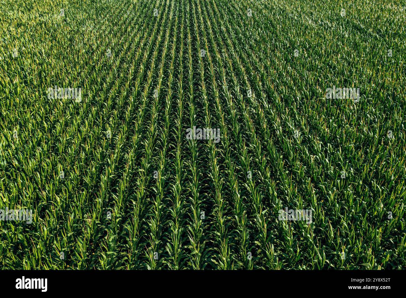 Aerial shot of lush green corn crop plantation field in diminishing ...