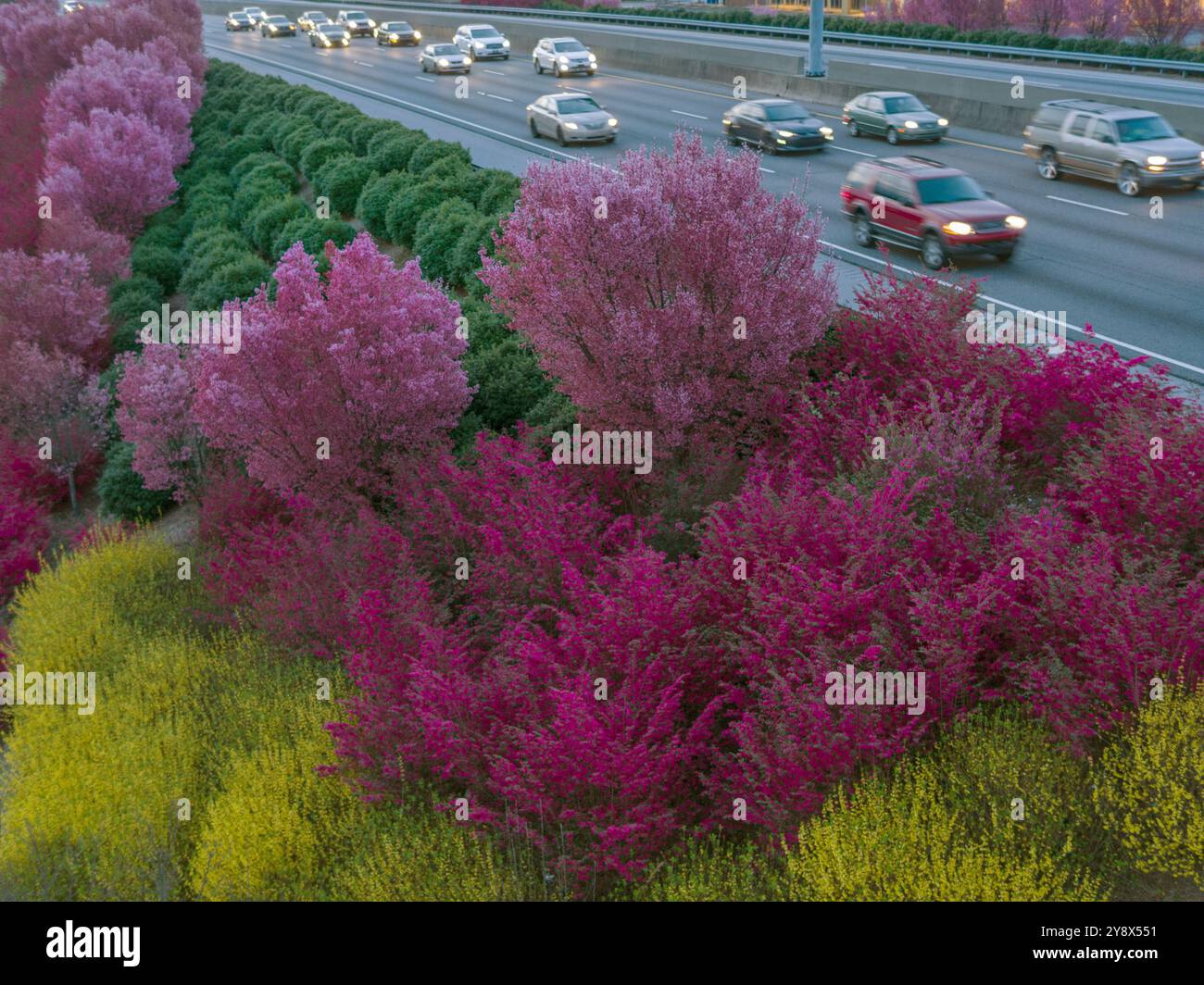 Trees growing on side of highway, Stone Mountain, Georgia, USA Stock ...