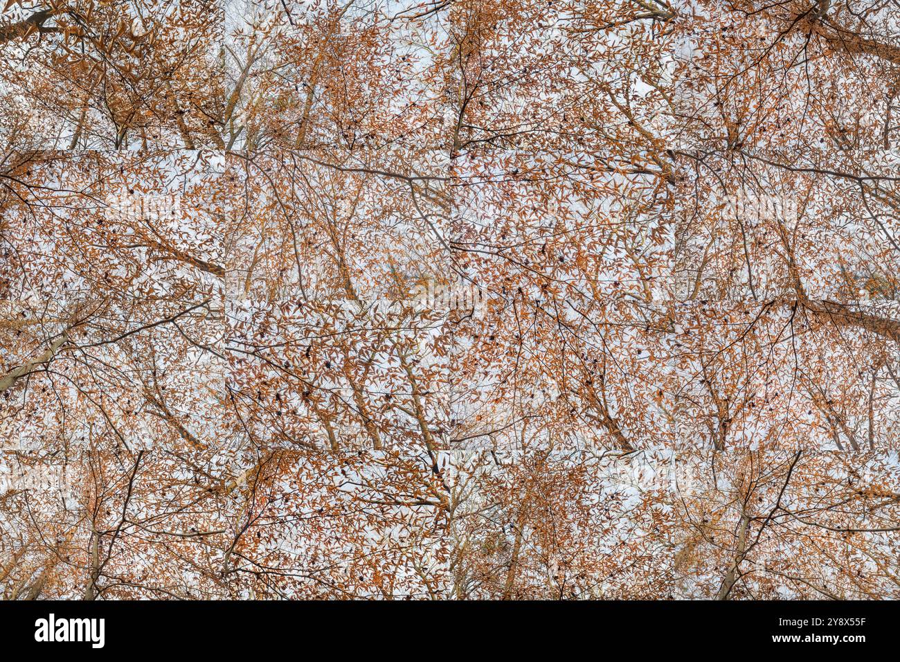 Beech trees, Fernbank Forest, Atlanta, Georgia, USA Stock Photo - Alamy