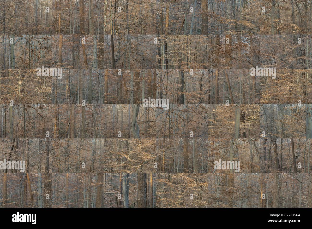 Beech trees, Fernbank Forest, Atlanta, Georgia, USA Stock Photo - Alamy