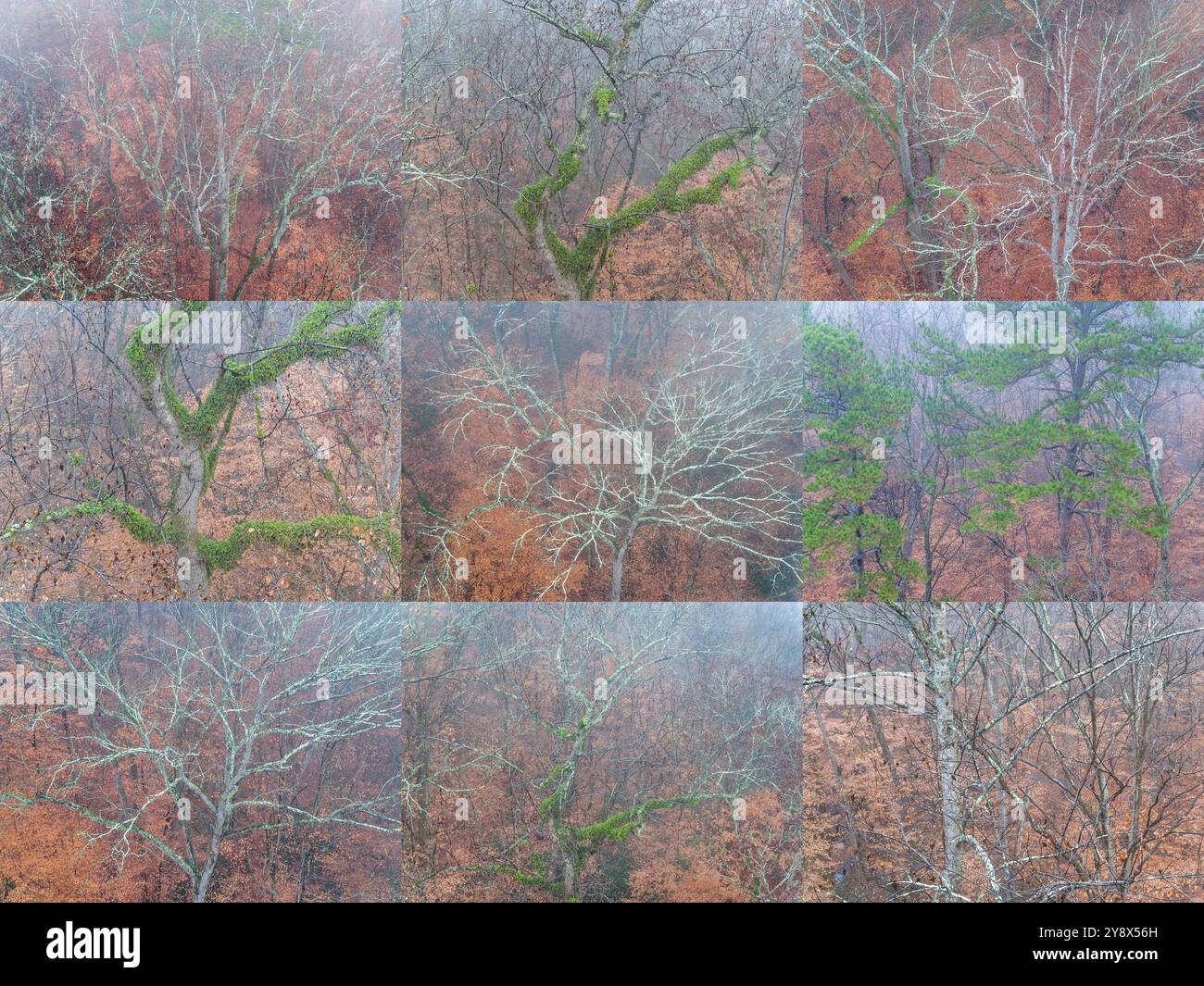 Trees, Fernbank Forest, Atlanta, Georgia, USA Stock Photo - Alamy