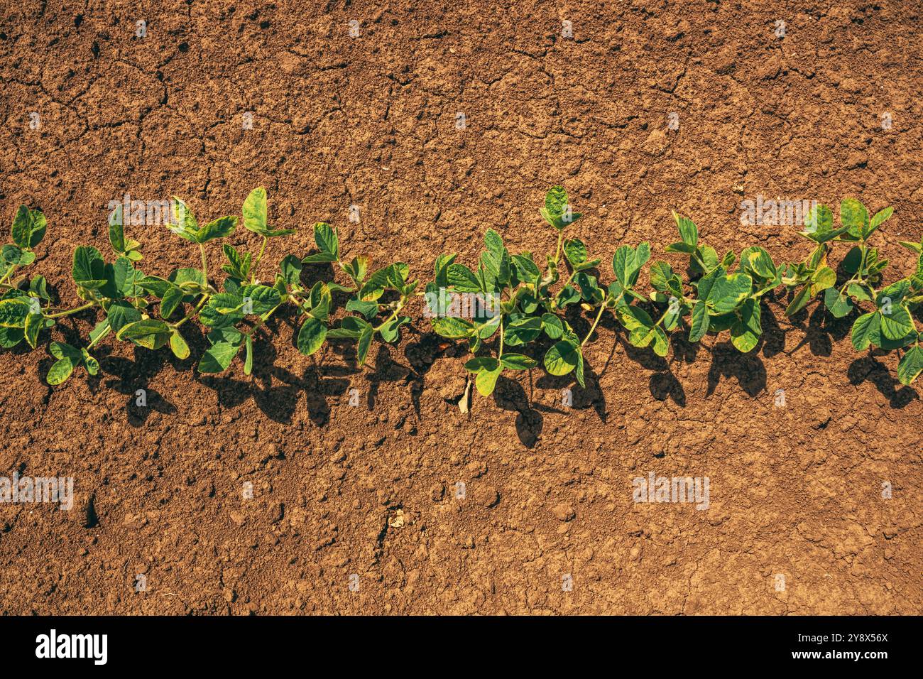 Top view of soybean seedlings in field, copy space included Stock Photo ...