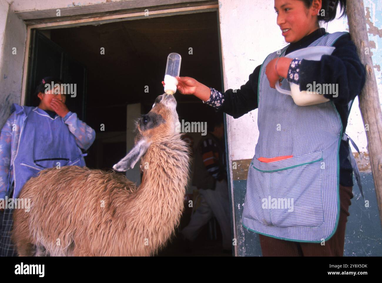 Peruvian woman feeding a goat Stock Photo - Alamy