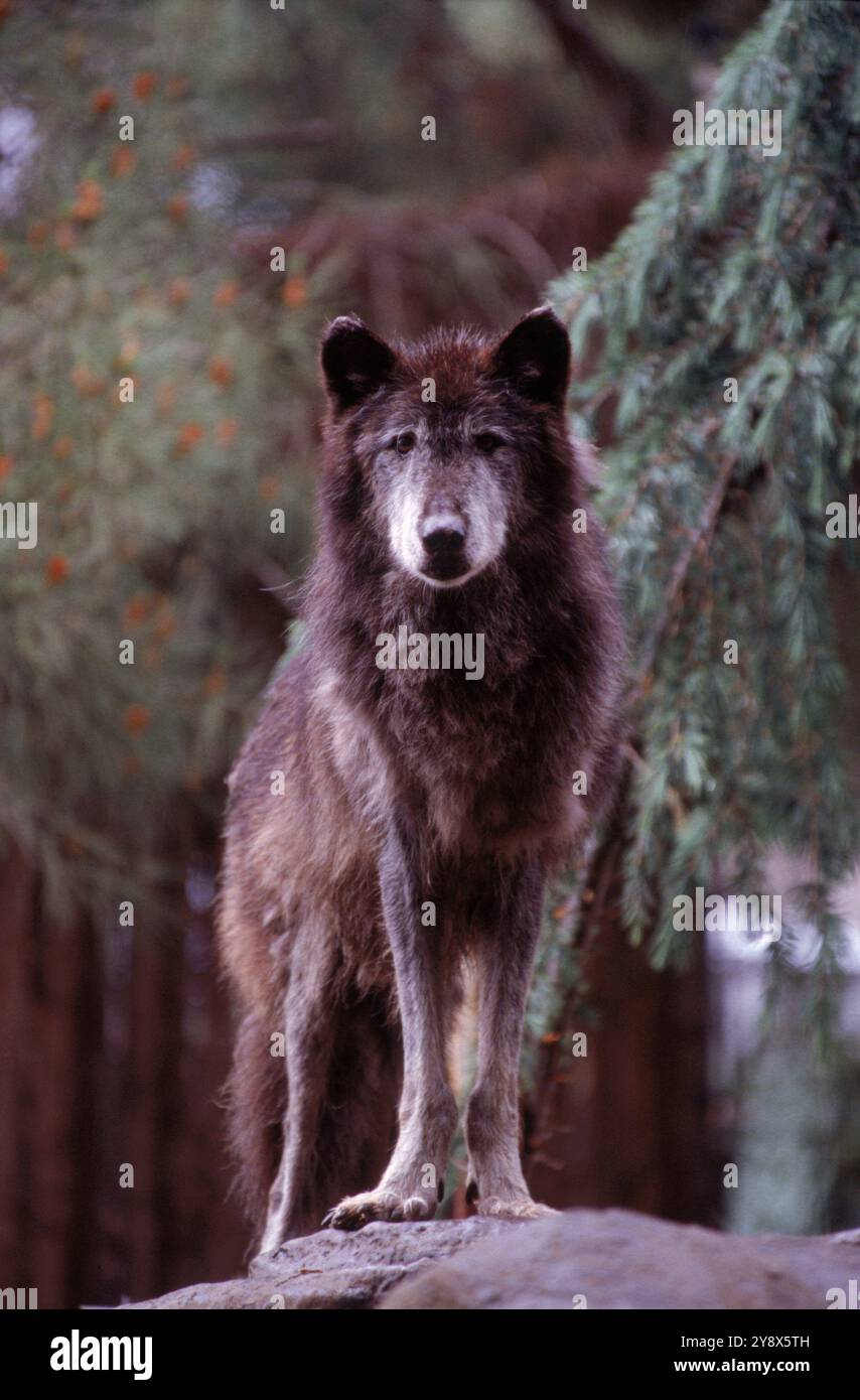 Grey Wolf in captivity at California's Folsom wildlife refuge Stock ...
