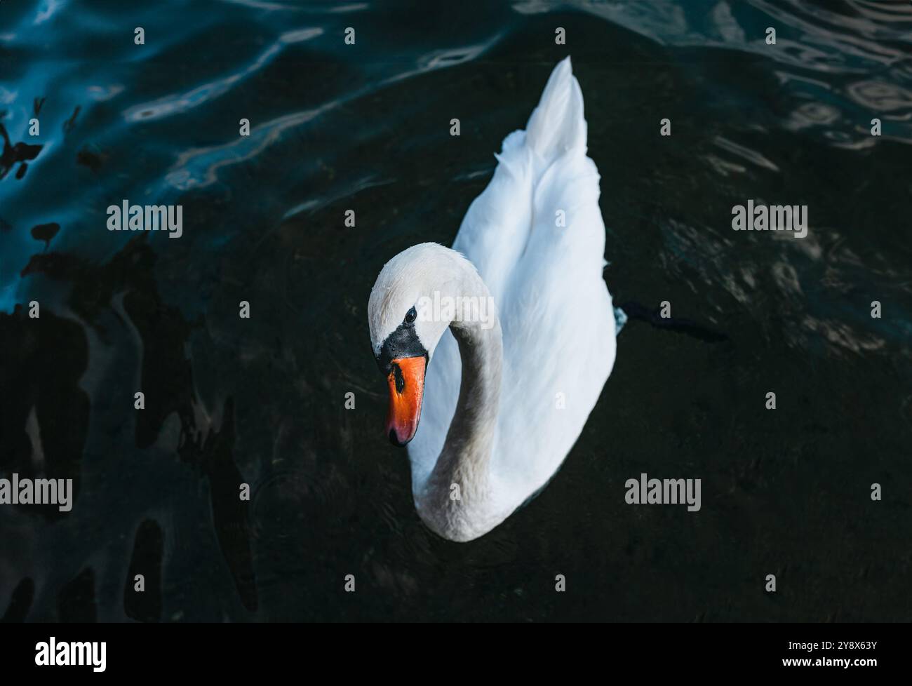 Graceful swan gliding over dark water Stock Photo - Alamy