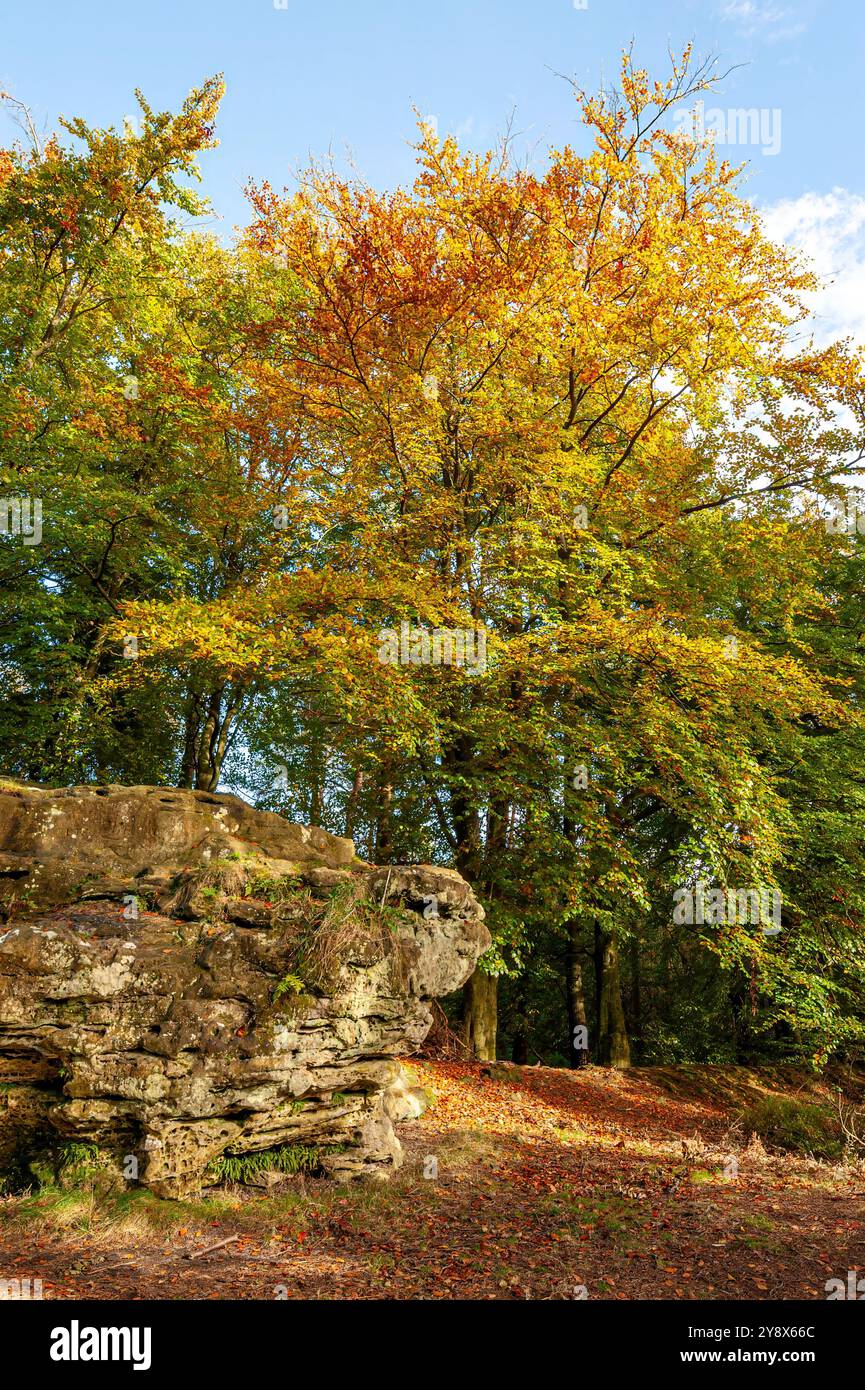 Autumn colour in the trees at the Adderstone in Dalby Forest Stock ...