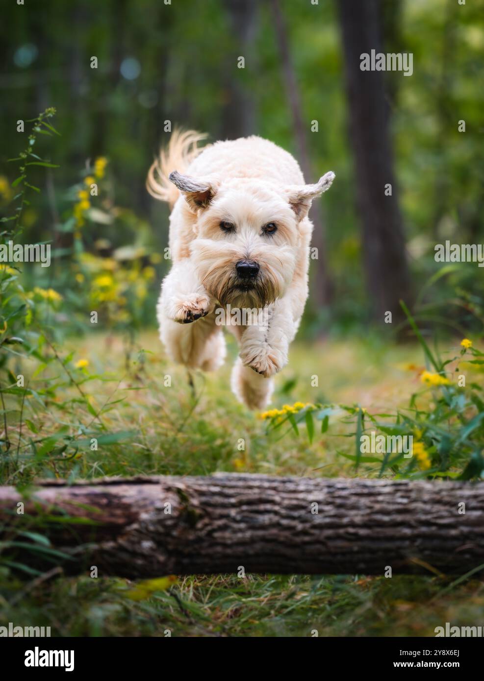 Cute fluffy wheaten terrier dog jumping over log in the forest Stock ...