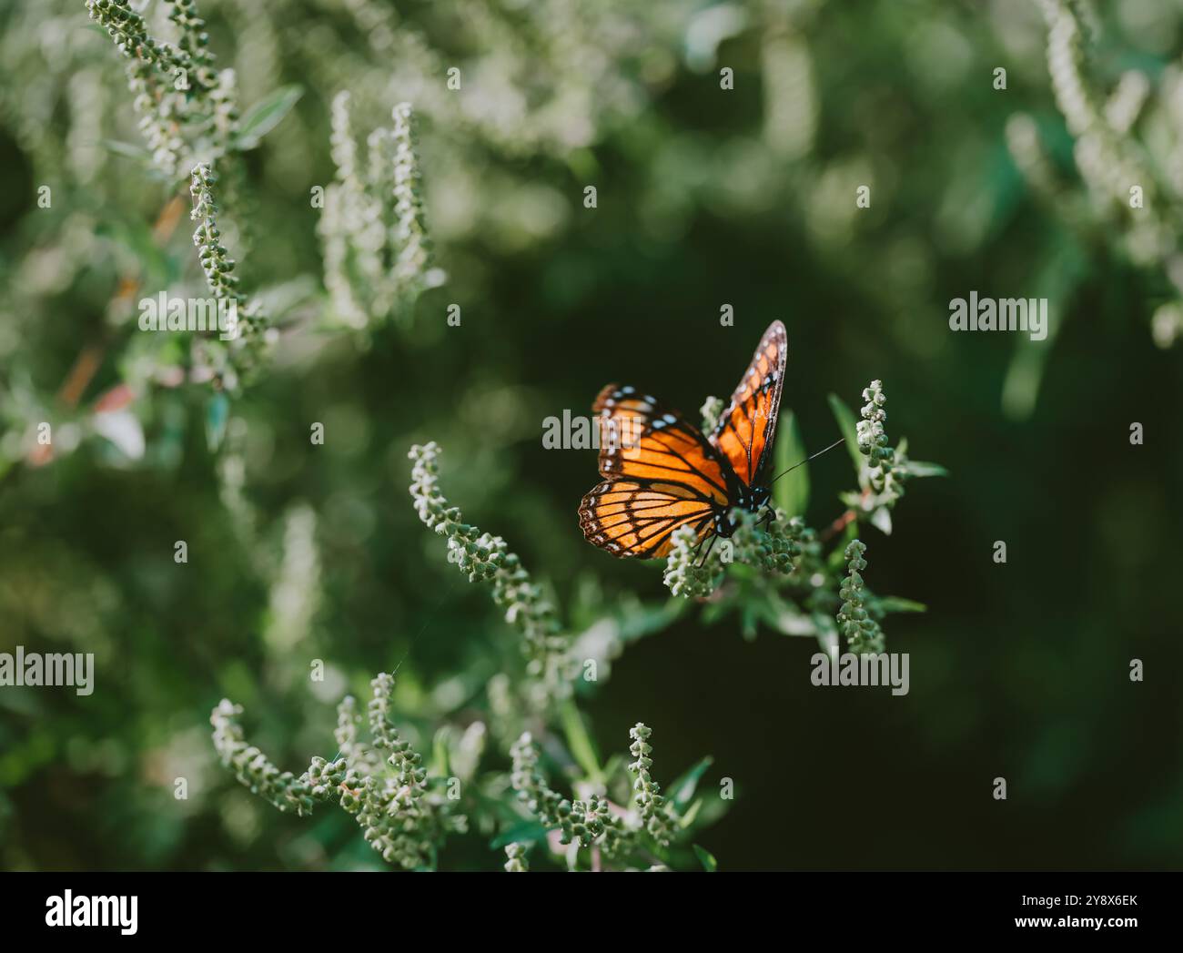 Mimic natural veins hi-res stock photography and images - Alamy