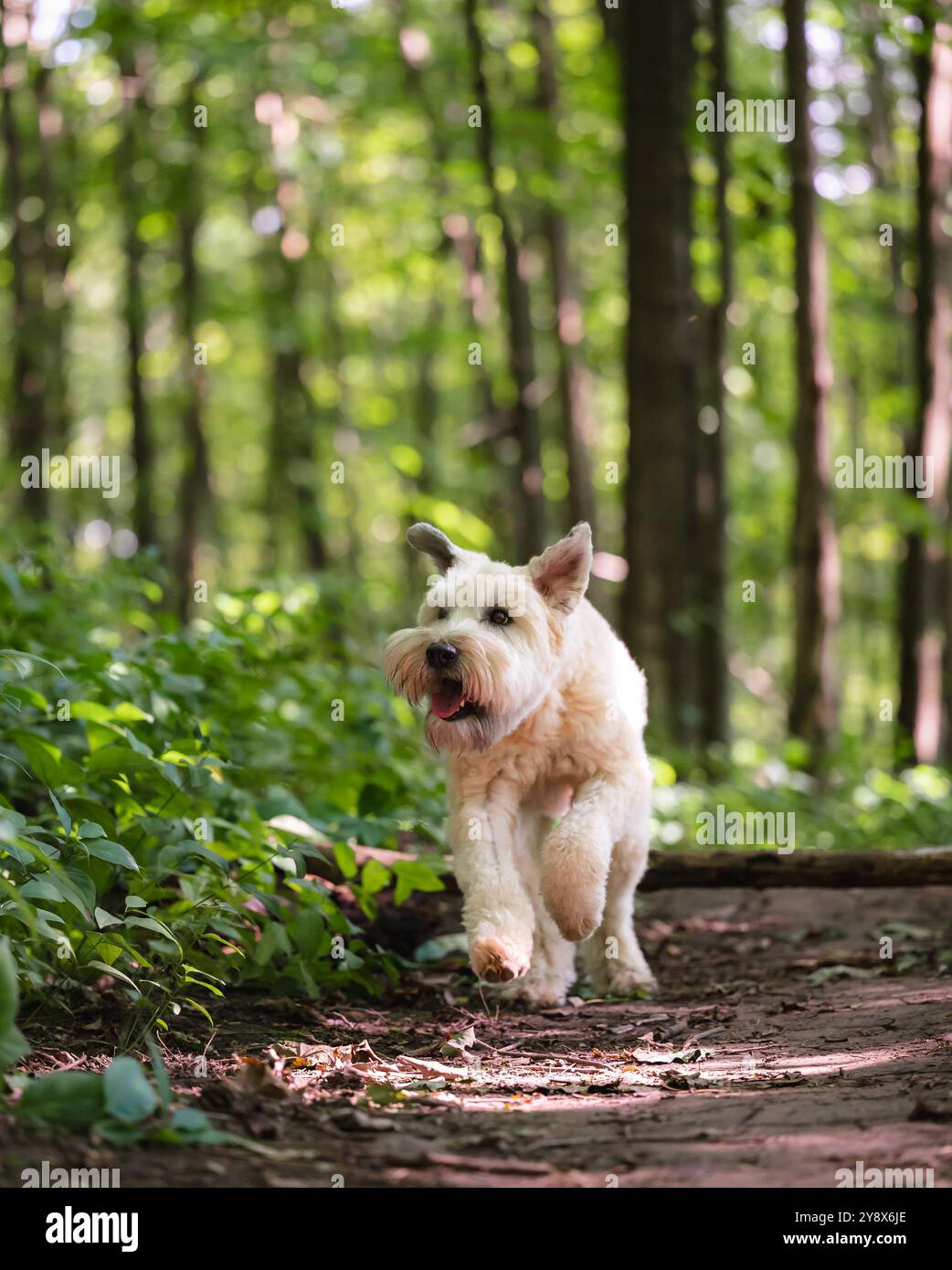 Cute fluffy wheaten terrier dog running on a trail through the forest ...