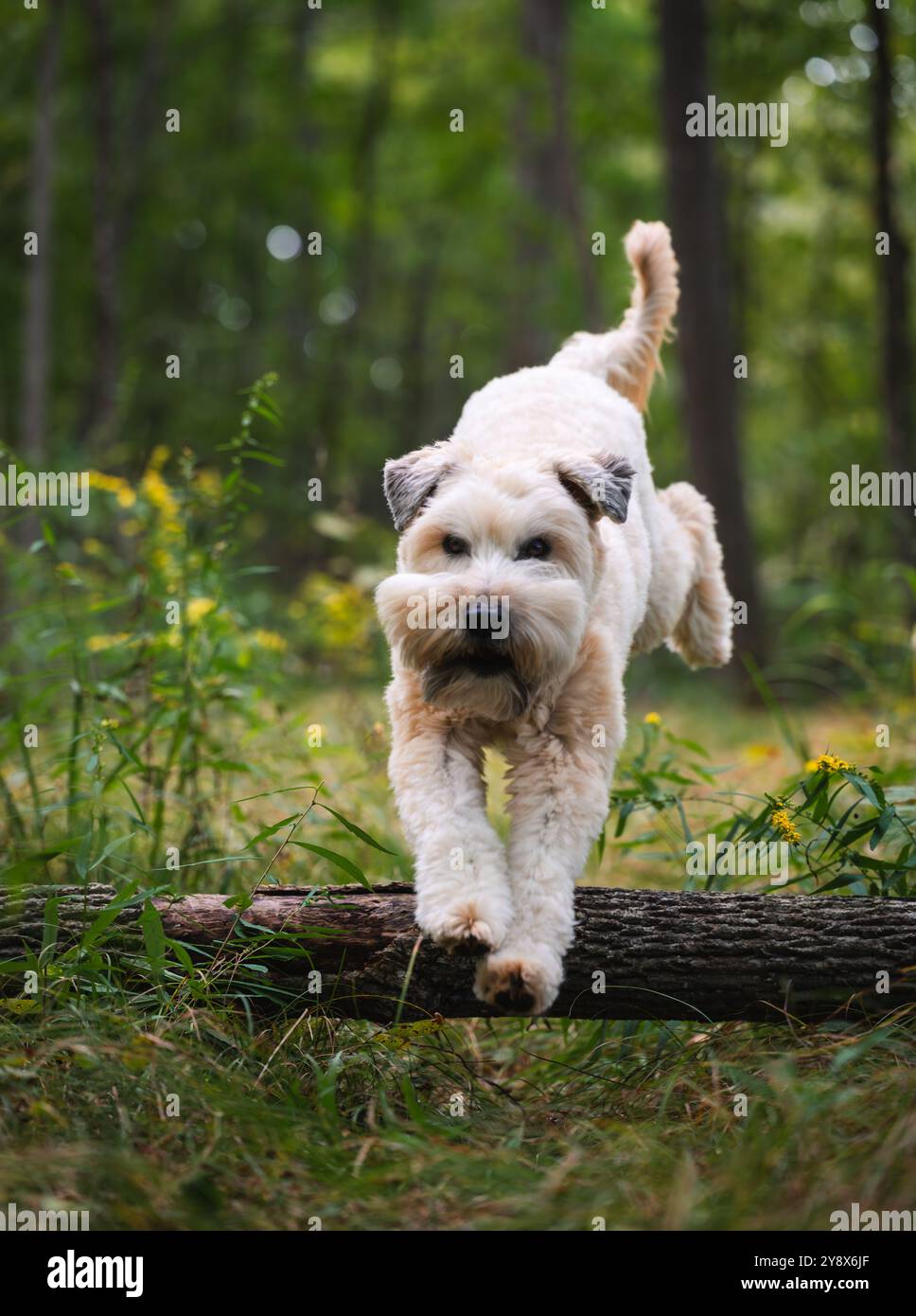 Cute fluffy wheaten terrier dog jumping over log in the forest Stock ...