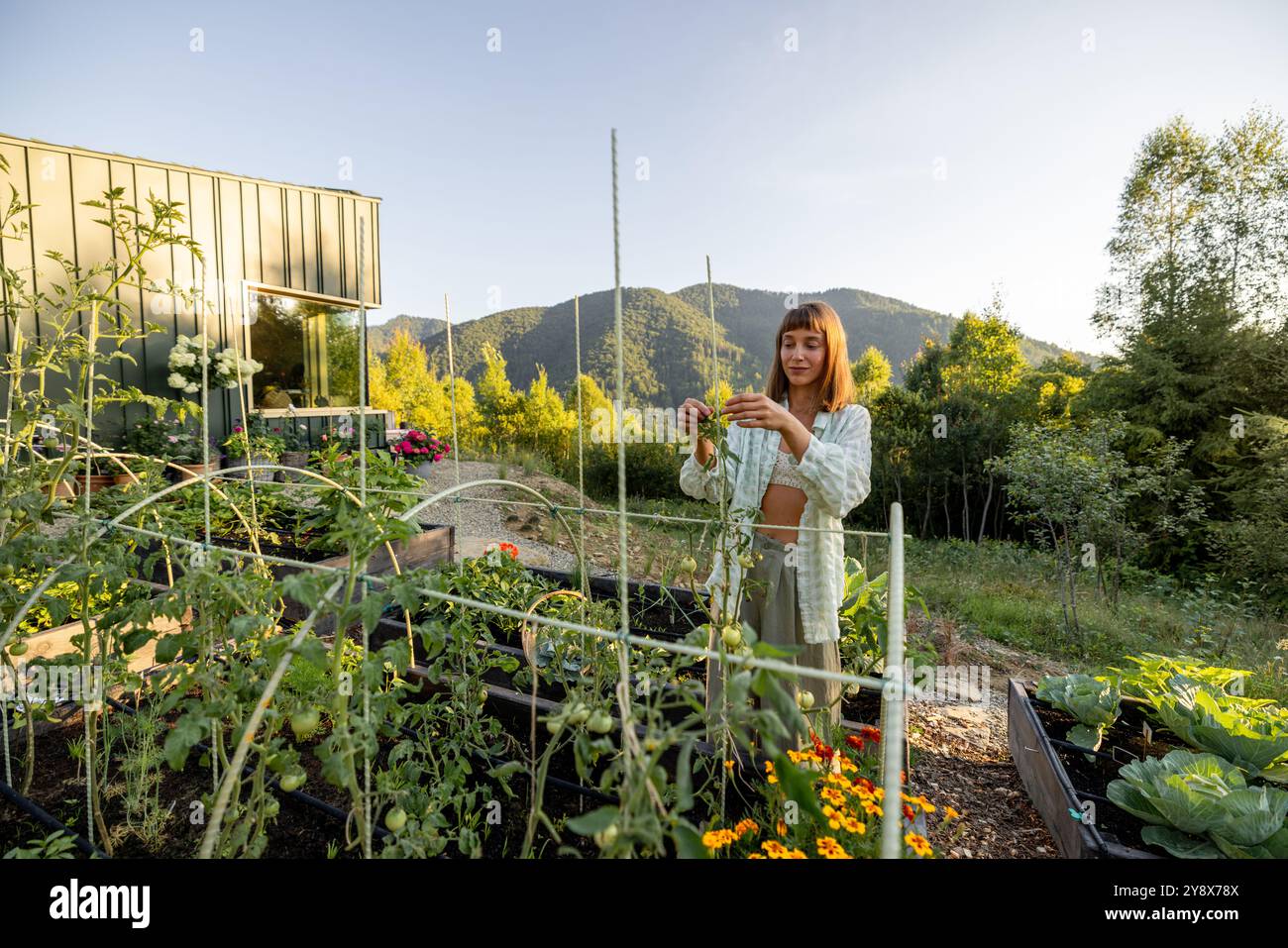 A woman joyfully examines green tomatoes in her garden. The lush plants and modern cabin ...