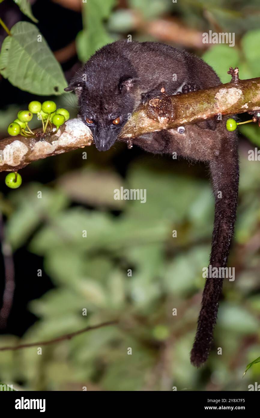 The endemic Bornean striped palm civit (Arctogalidia trivirgata) from ...