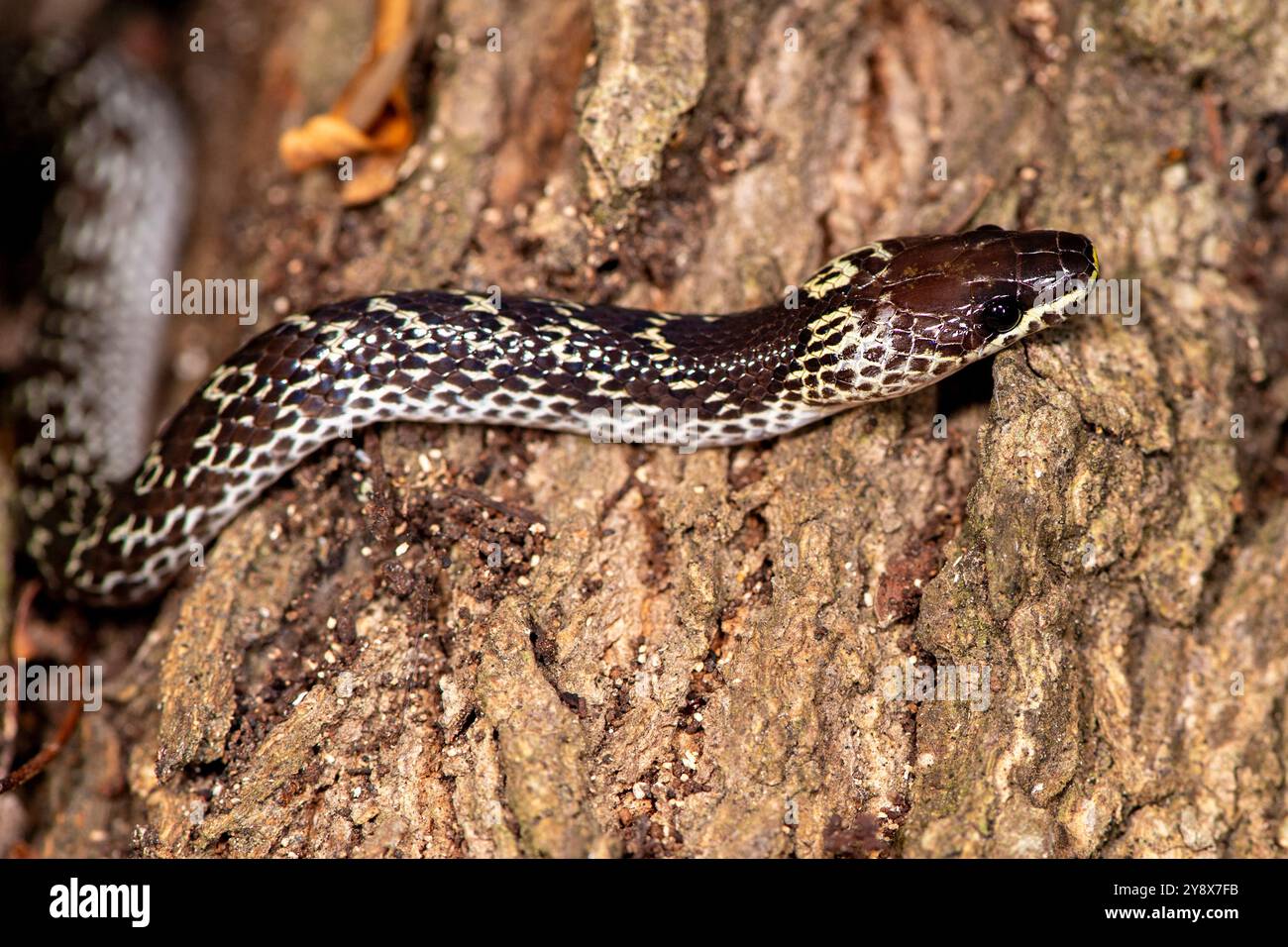 Common wolf snake (Lycodon capucinus) from Komodo Island, Indonesia ...