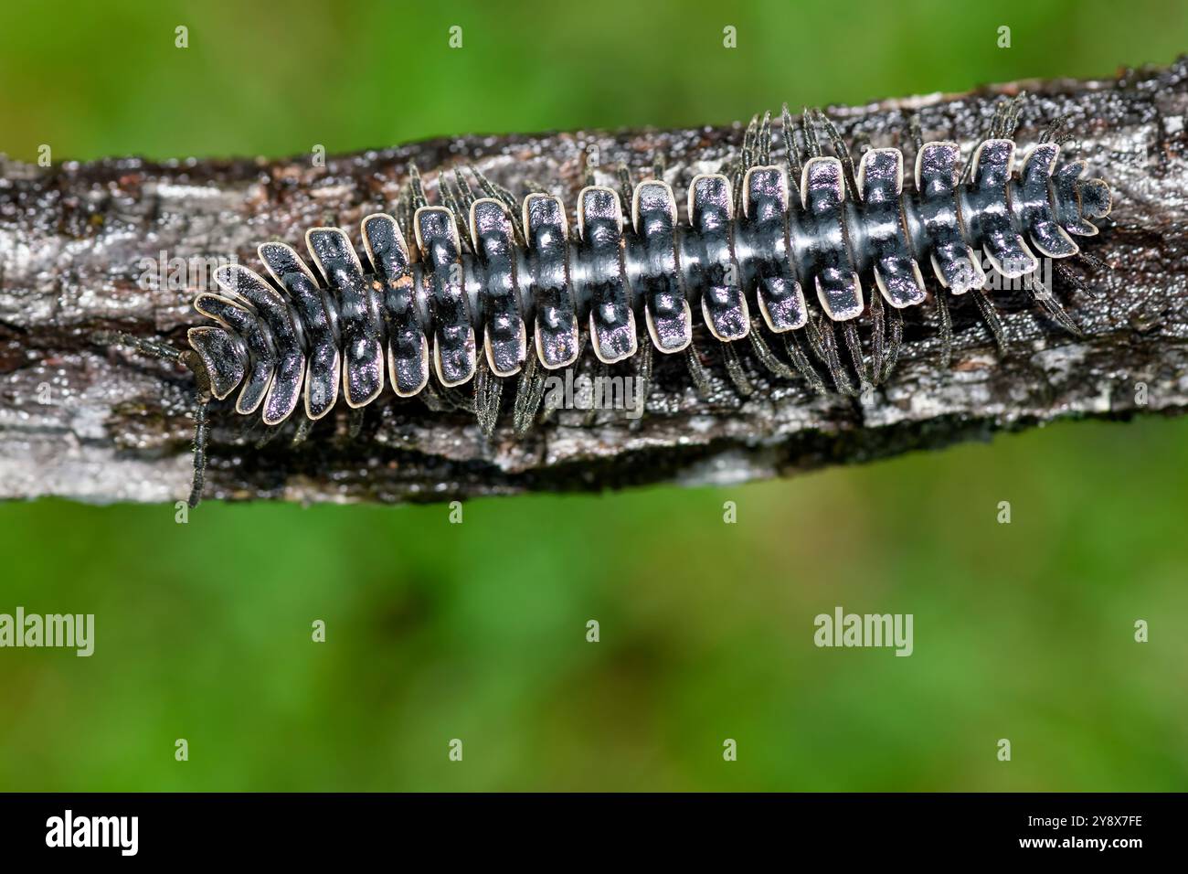 Tractor millipede, family Platyrhacidae (possibly Barydesmus sp ...