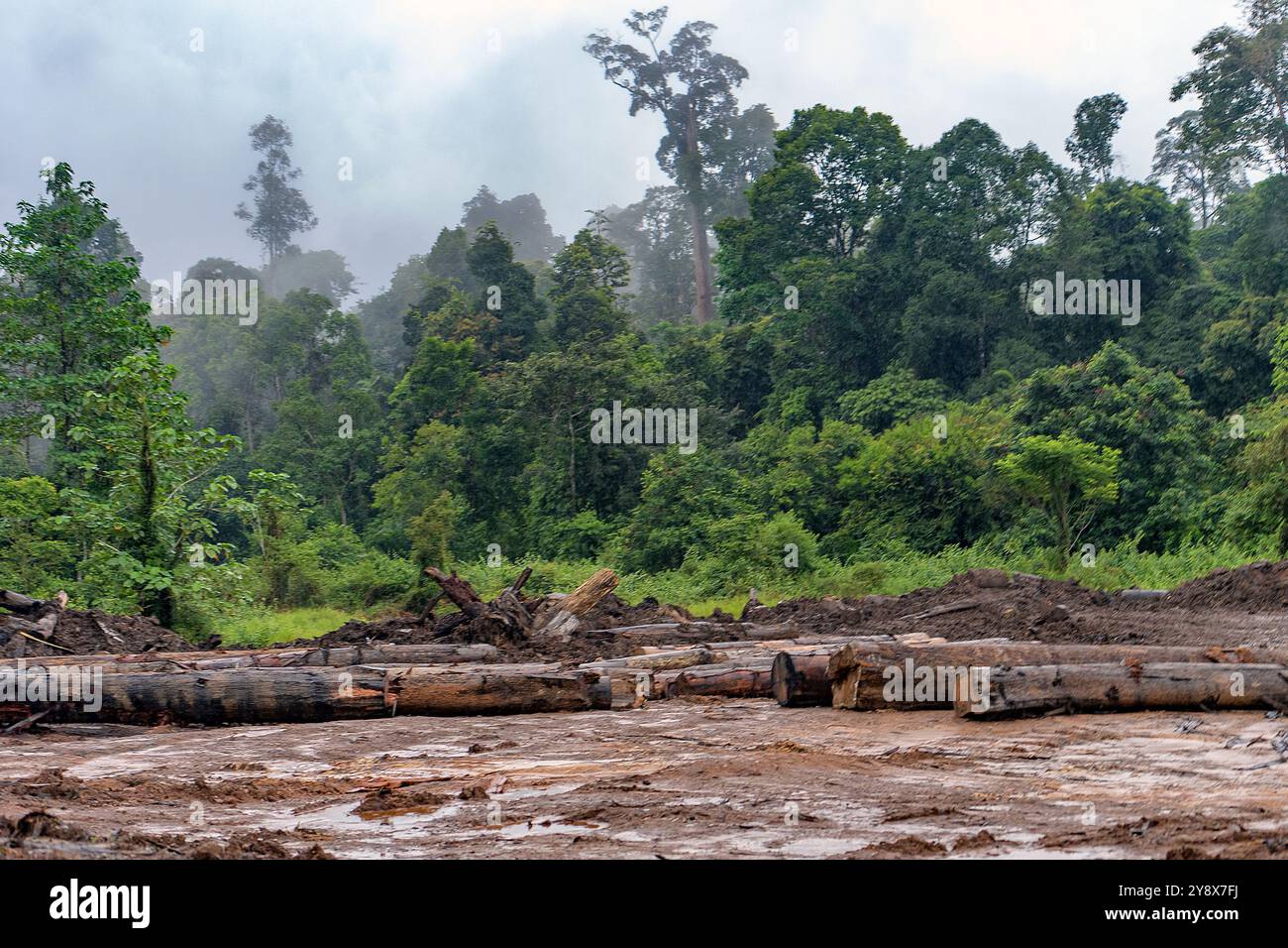 Logging of primary rainforest close to Deramakot, Sabah, Borneo ...